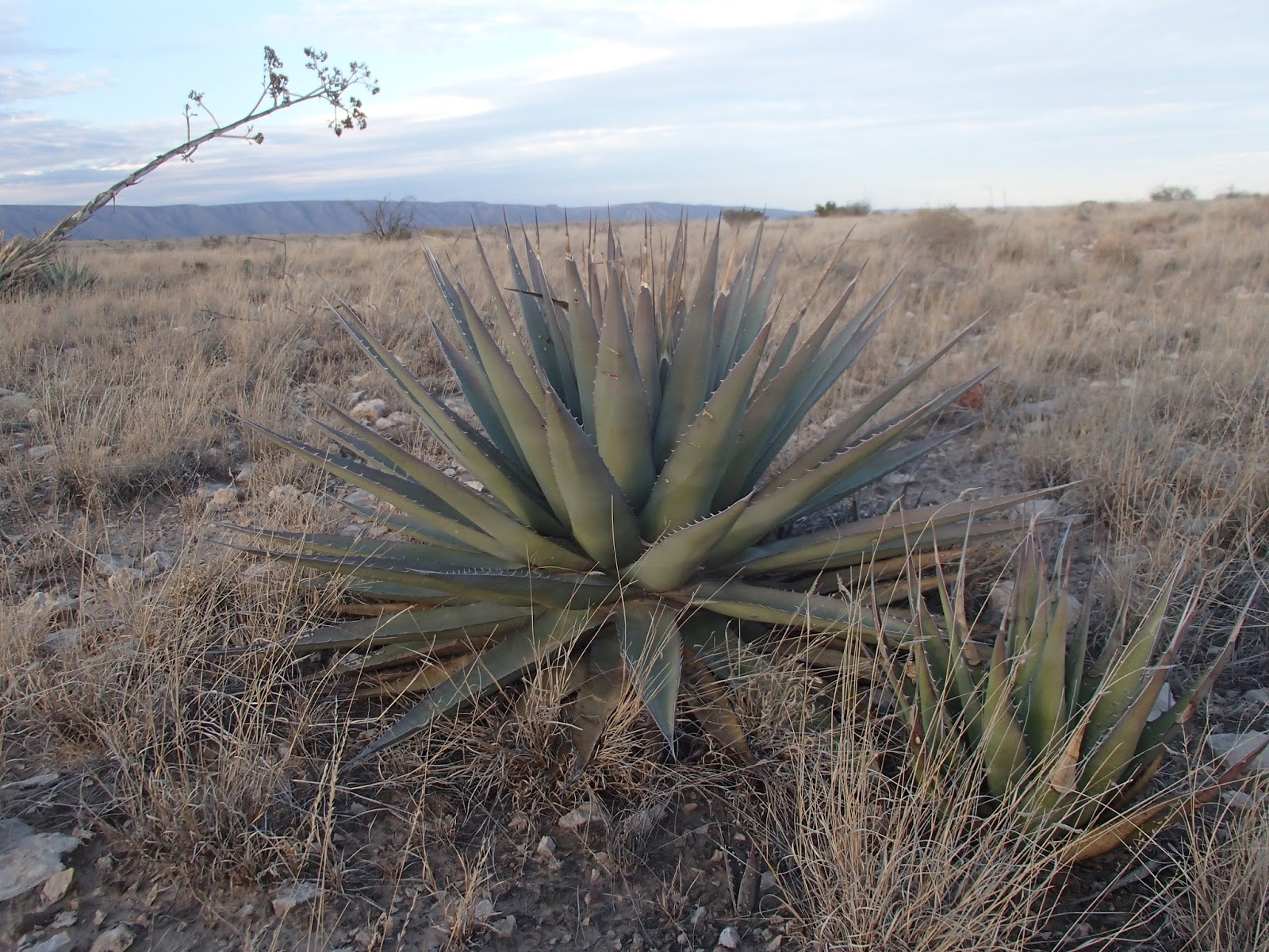 I Need A Cup of Tea: Agave hunting #5: You can get shot for that