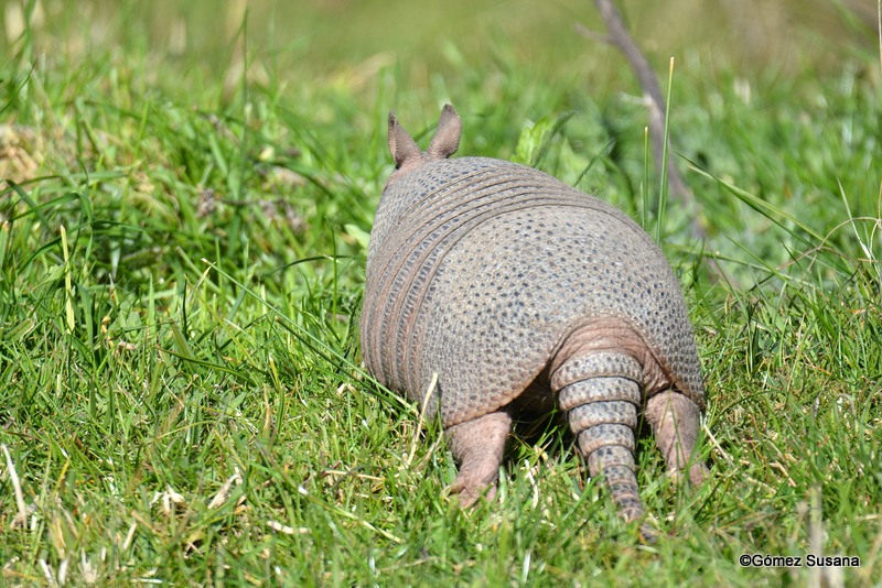 Fauna Loberense: Mulita (Dasypus hybridus)