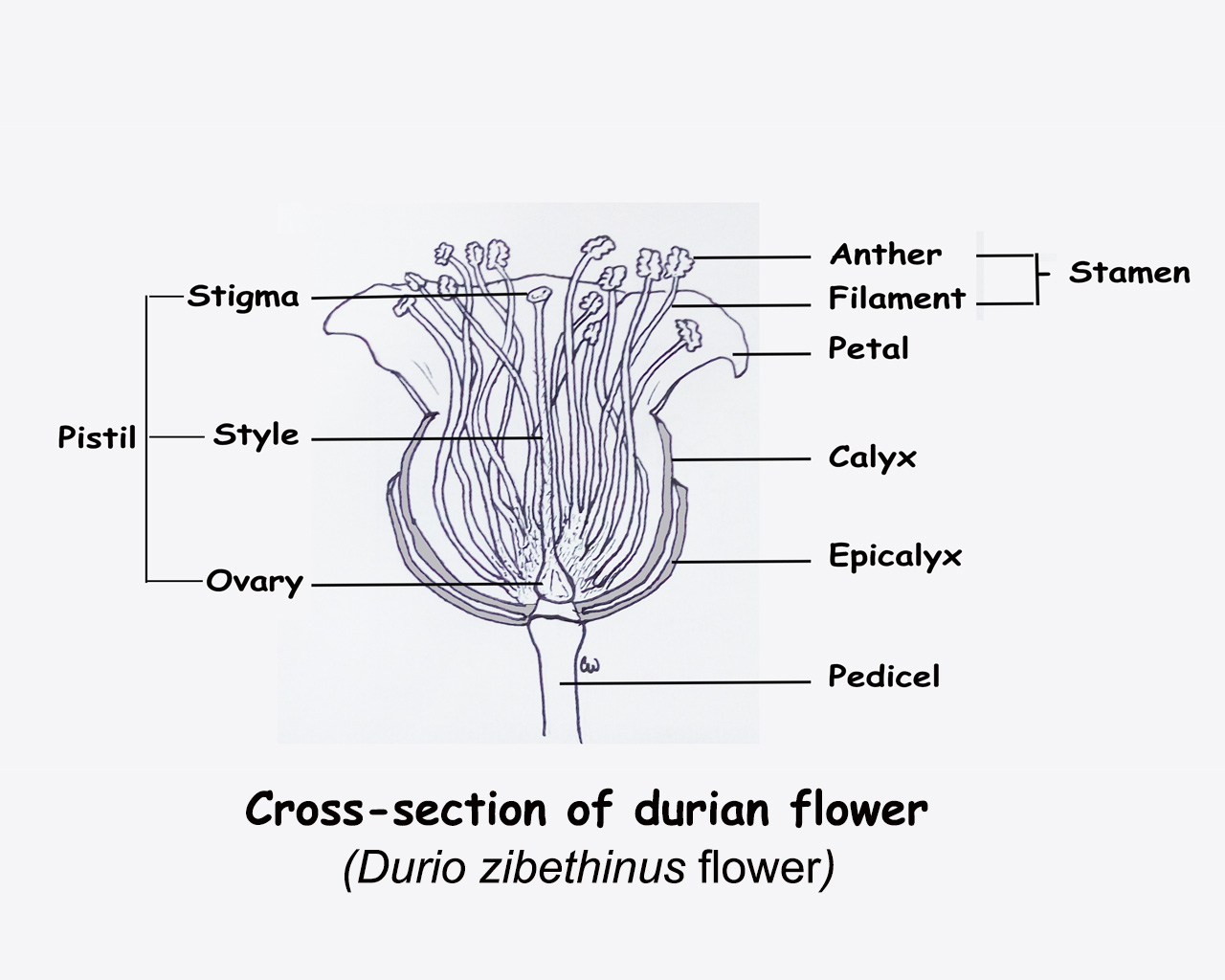 Durian Info: Botany of The Common Durian