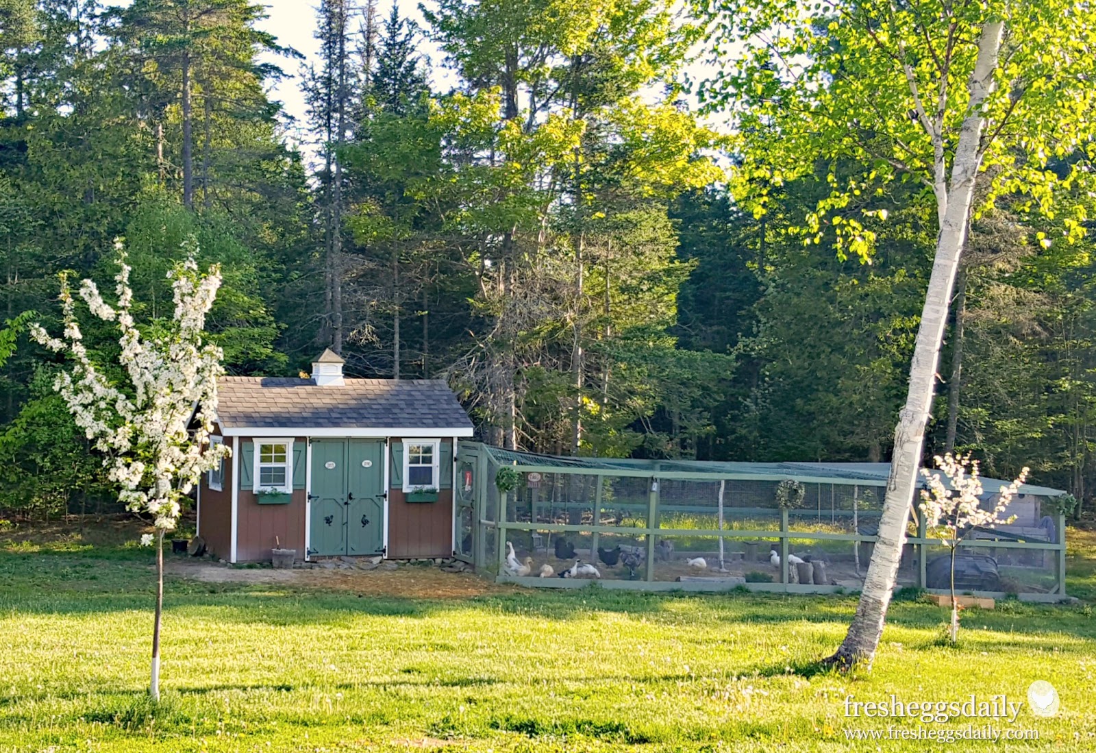 How to Build a Predator-Proof Chicken Run - Fresh Eggs Daily® with Lisa ...