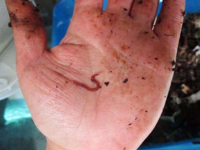 Green Jean: worm bin makeover