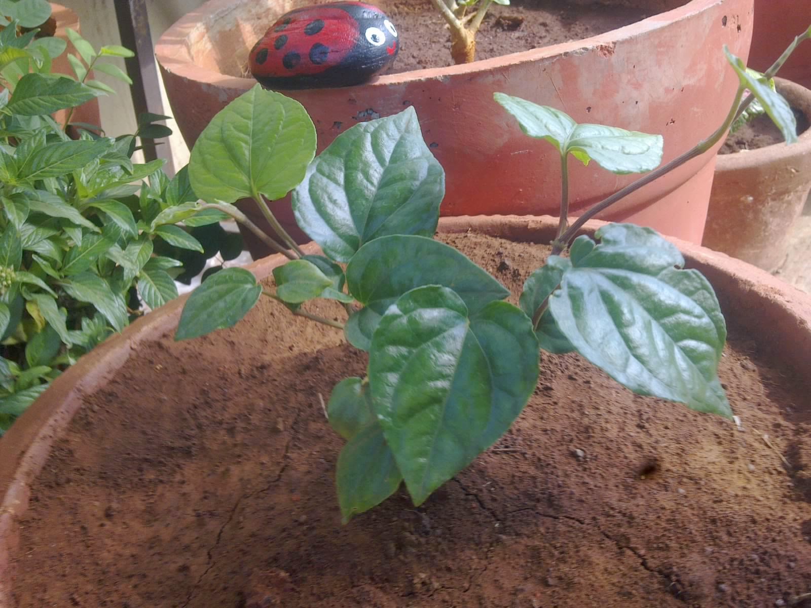 Plants Growing In My Potted Garden.: Growing Piper Betel In Pots.