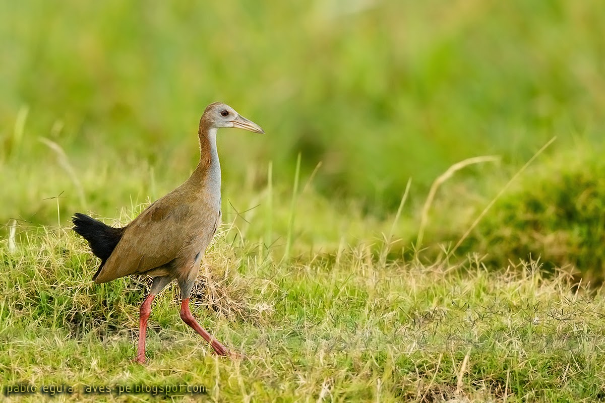 mis fotos de aves: Aramides ypecaha Ipacaá Giant Wood-rail