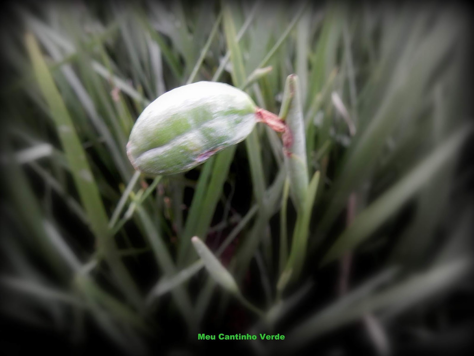 Meu Cantinho Verde: MOREIA - ( Dietes iridioides )