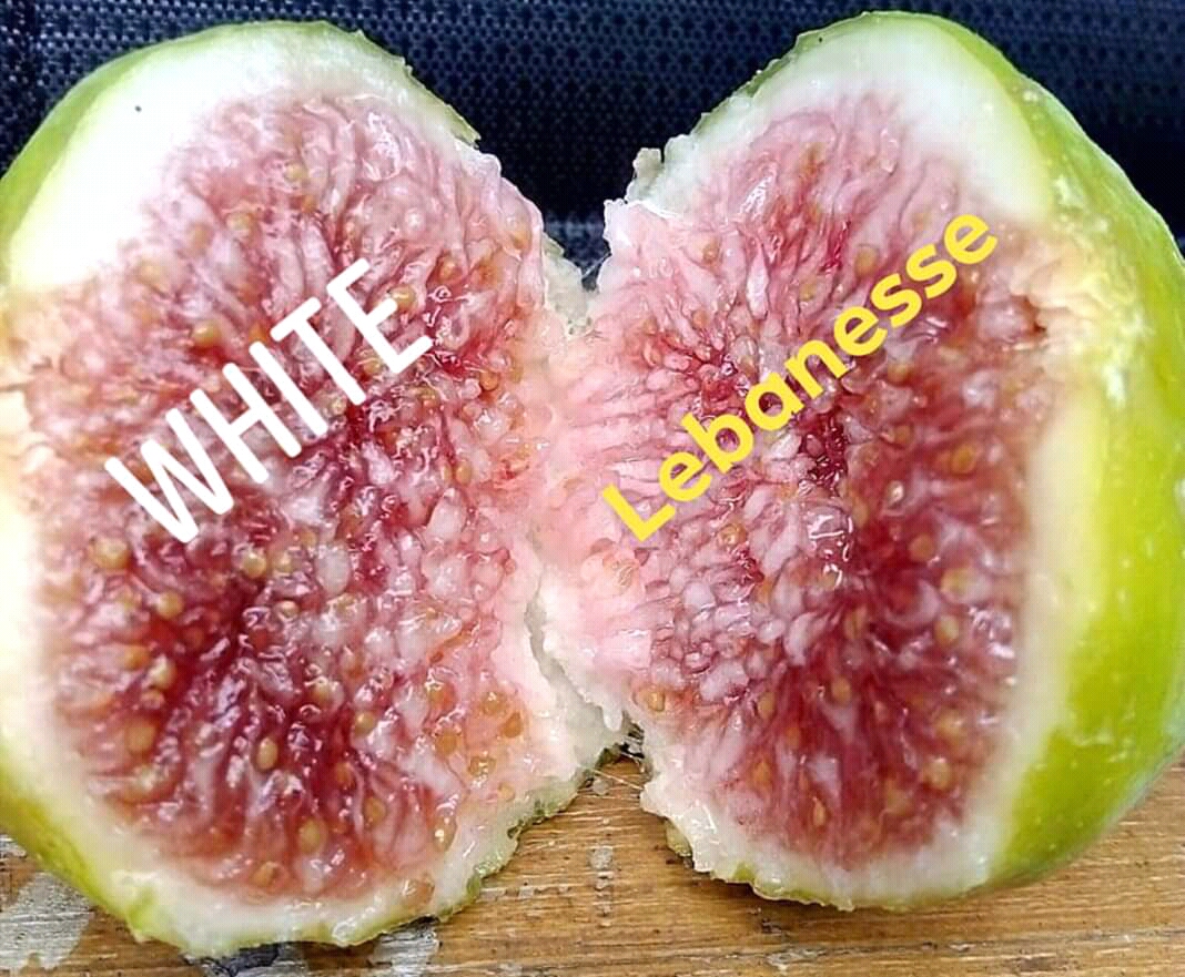 White Lebanese Fig - Var Tin