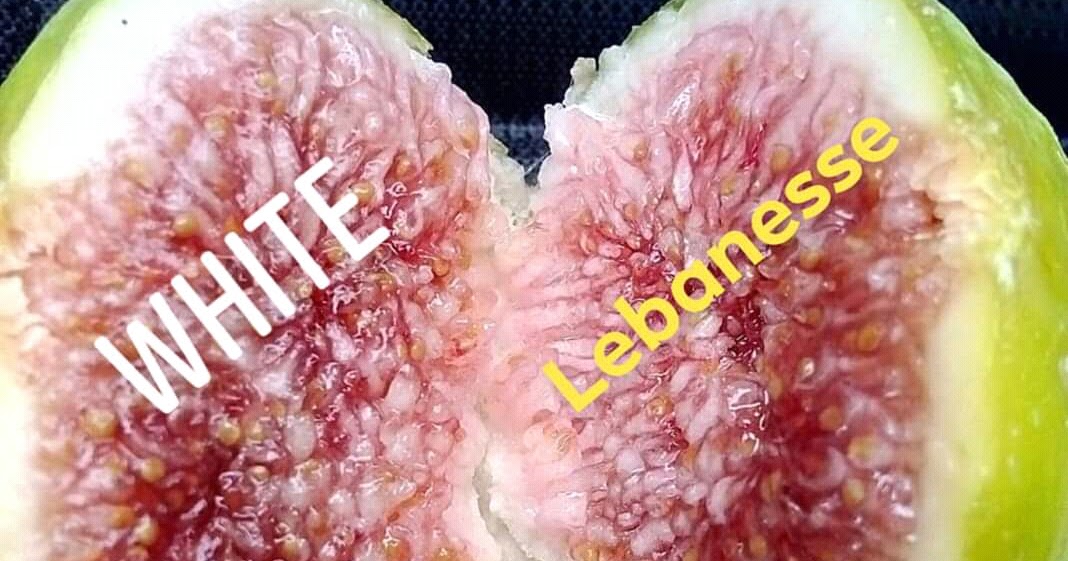 White Lebanese Fig - Var Tin