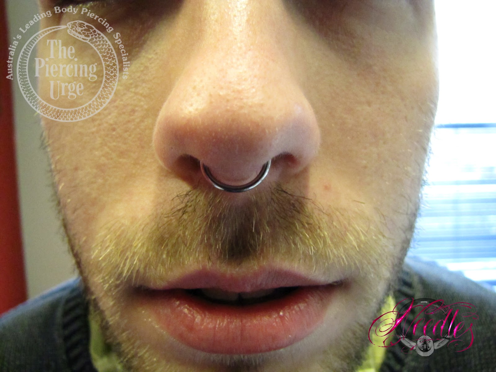 NINE BODY PIERCING BLOG: Fresh 14g Septum
