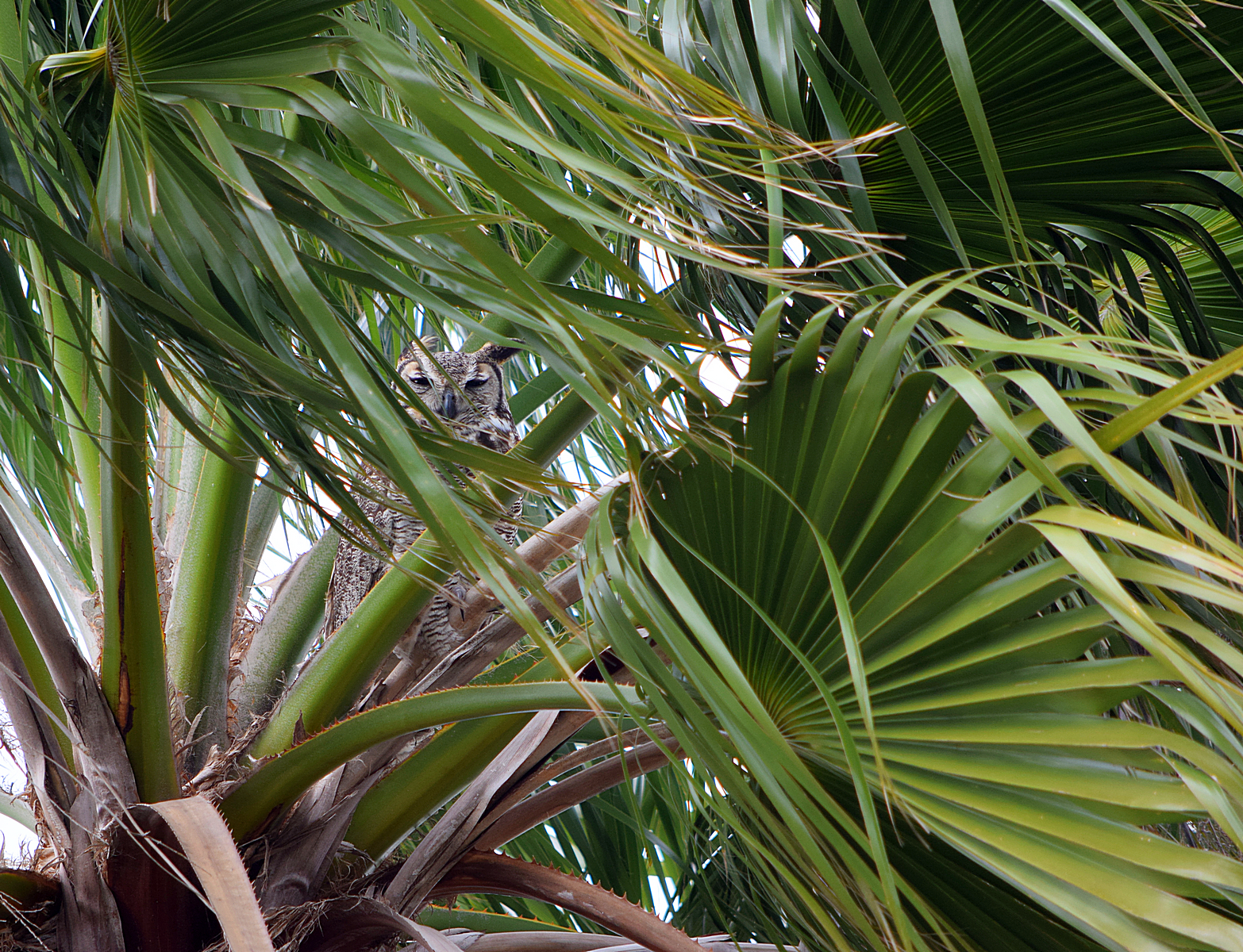 LGB's Nature Photos: Great Horned Owl in the Palm Tree (Estero Llando)