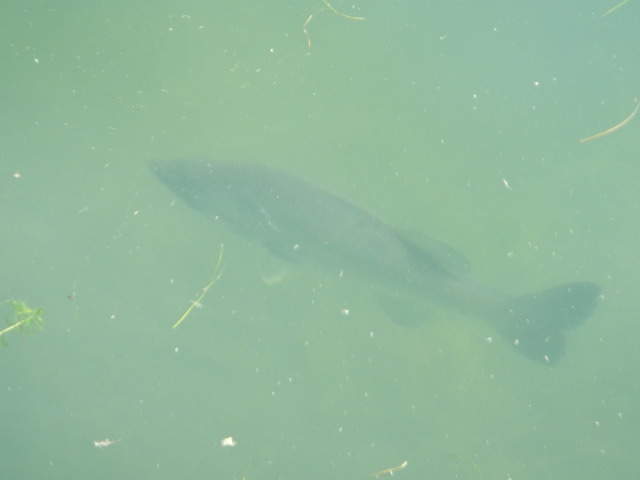 The Gourmet Sportsman: Handful of Juvenile Bass at MVL