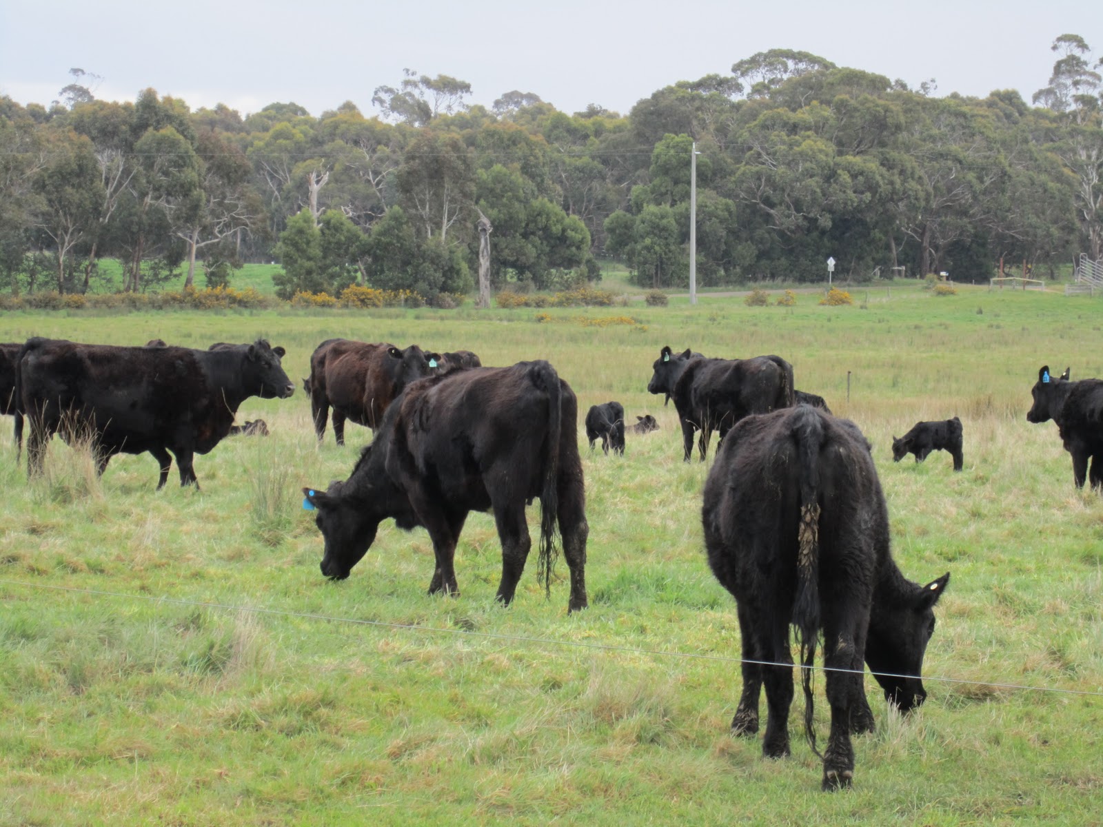 Yeomans Keyline: Design & Agriculture | oh what you missed