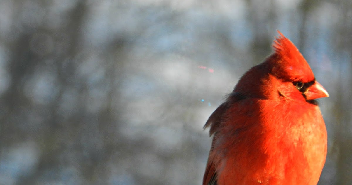 Hot tea and milk chocolate: Big, fat, daddy cardinal