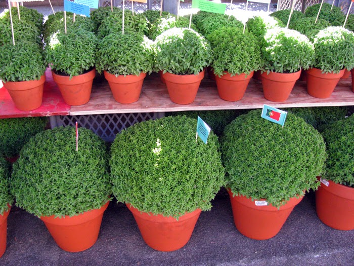 O manjerico e as suas vendedoras. A tradição do São João!