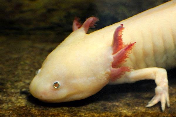 Manual del científico: El ajolote mexicano, el primo americano del ...