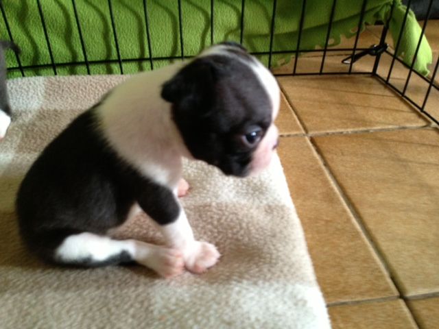 Top 10 Dog Breeds For Seniors - Luv My Dogs