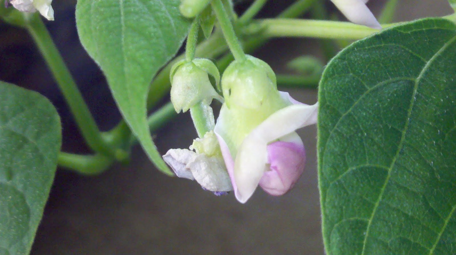 Urban Farmer: Week 7 (05/30-06/05) - Bean Pods, Transplants, New Plants ...