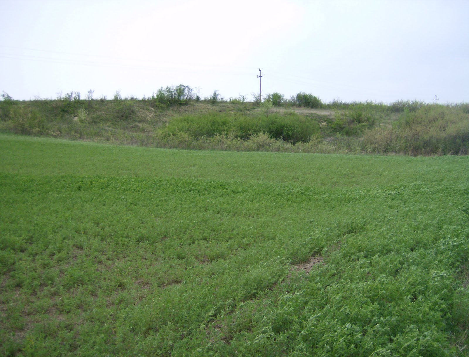 Agricultura sustenabilă: Cum să creezi un colţ sălbatic de 1000 mp cu ...