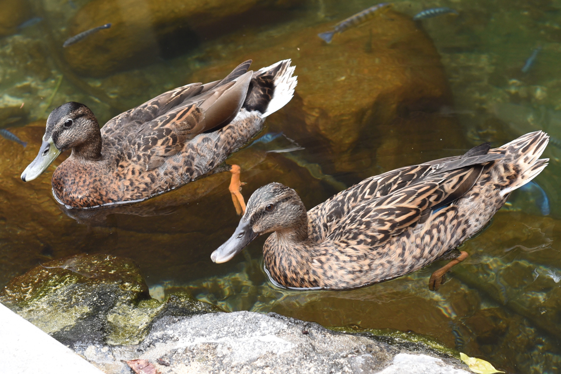 Oahu Photos: Hilton Ducks