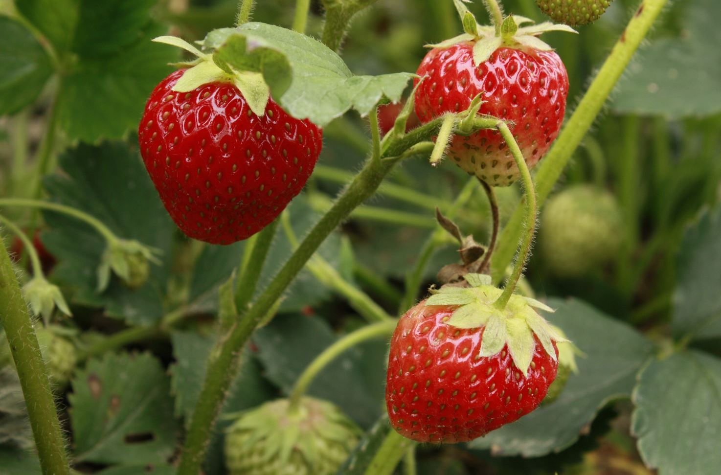 Ilmaisia kuvituskuvia: Mansikat