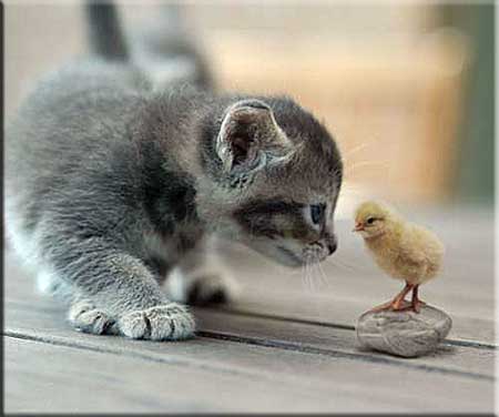 Sevimli Hayvan Resimleri 2013 ~ Resimler Diyarına Hoşgeldiniz