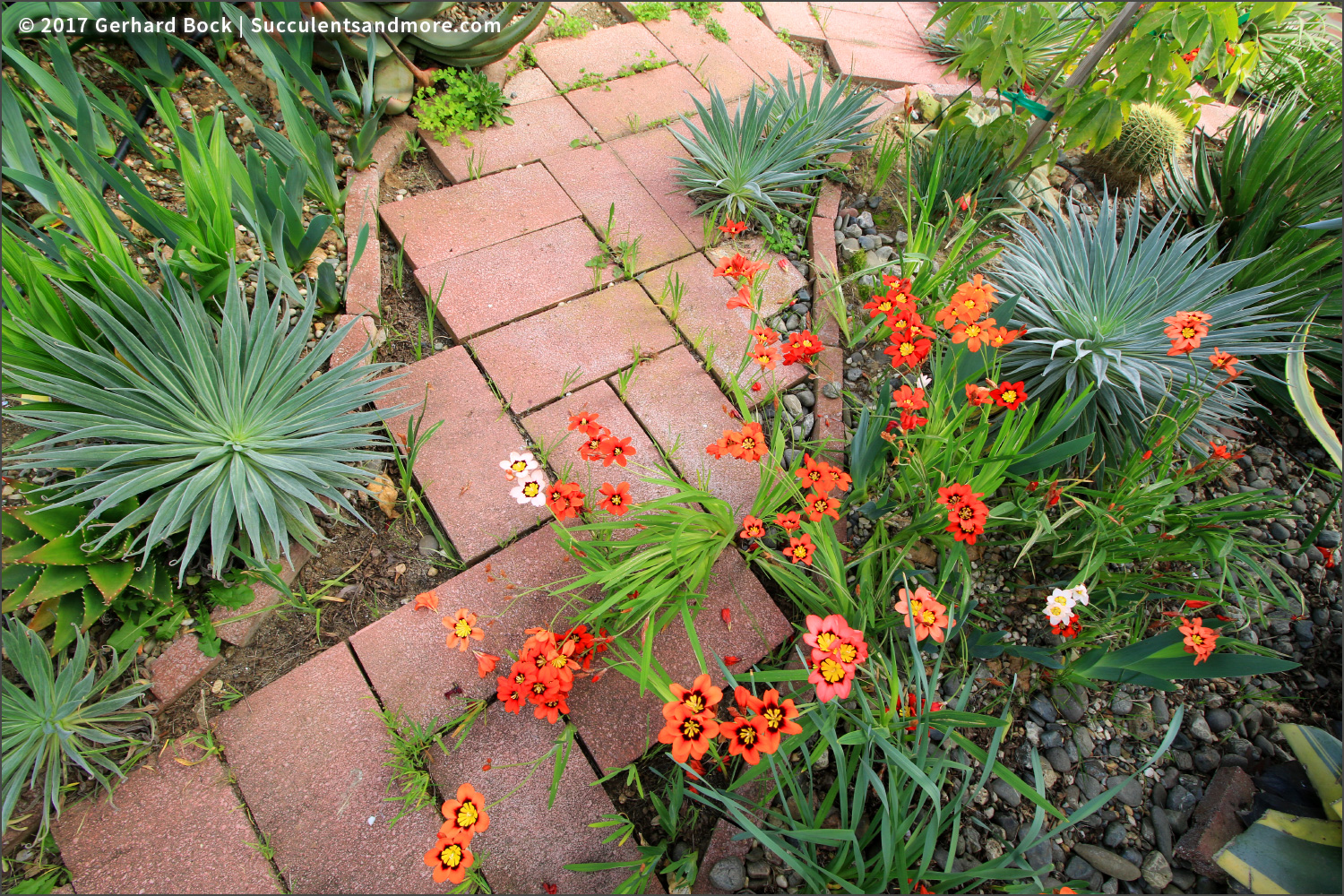 Sparaxis explosion in Marta's succulent garden
