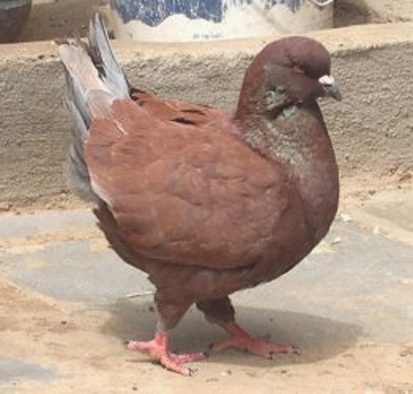 Mymensingh Pigeon & Bird Club: Pigeon Photo Gellary