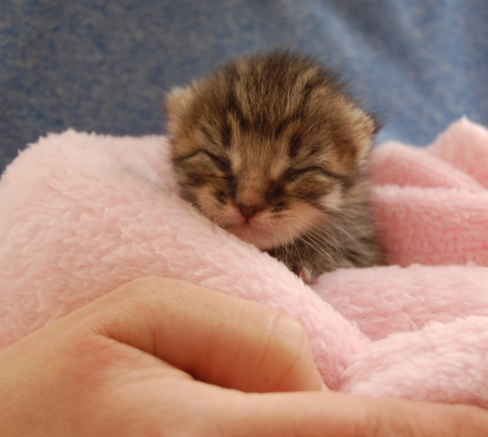 Saving Baby Animals & Fragile Lives