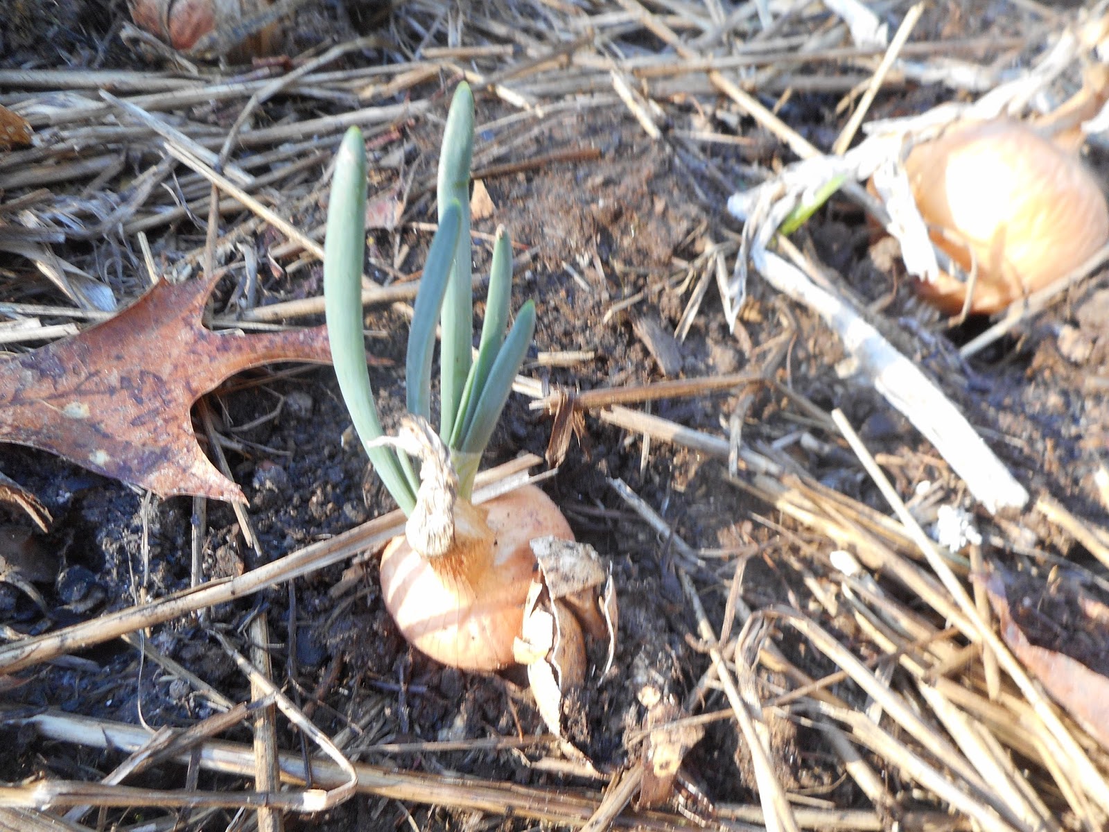 Jen & the Bean stalk: In the Ground