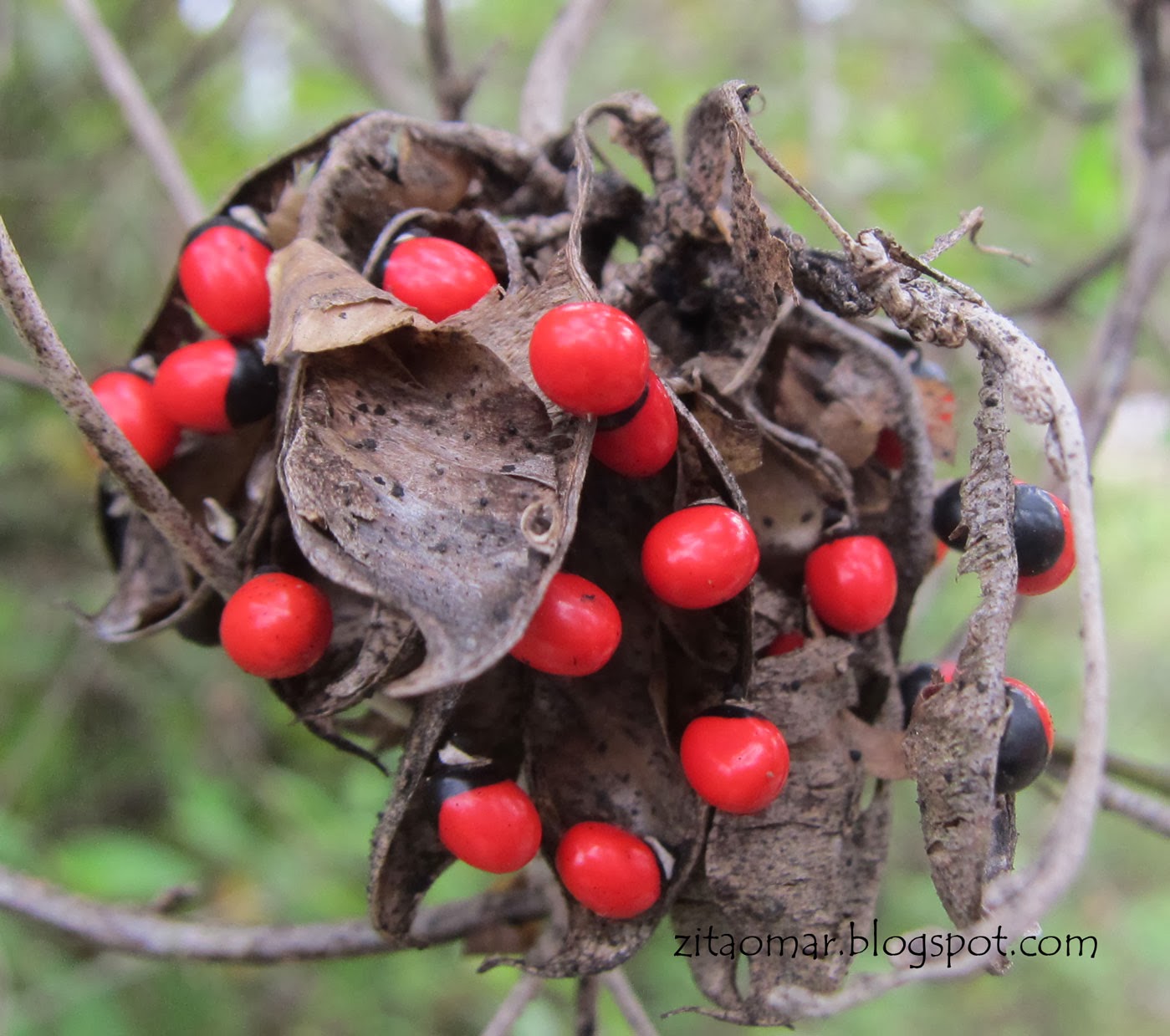 ...SeKaDaR CoReTaN....: POKOK SAGA KENERI..