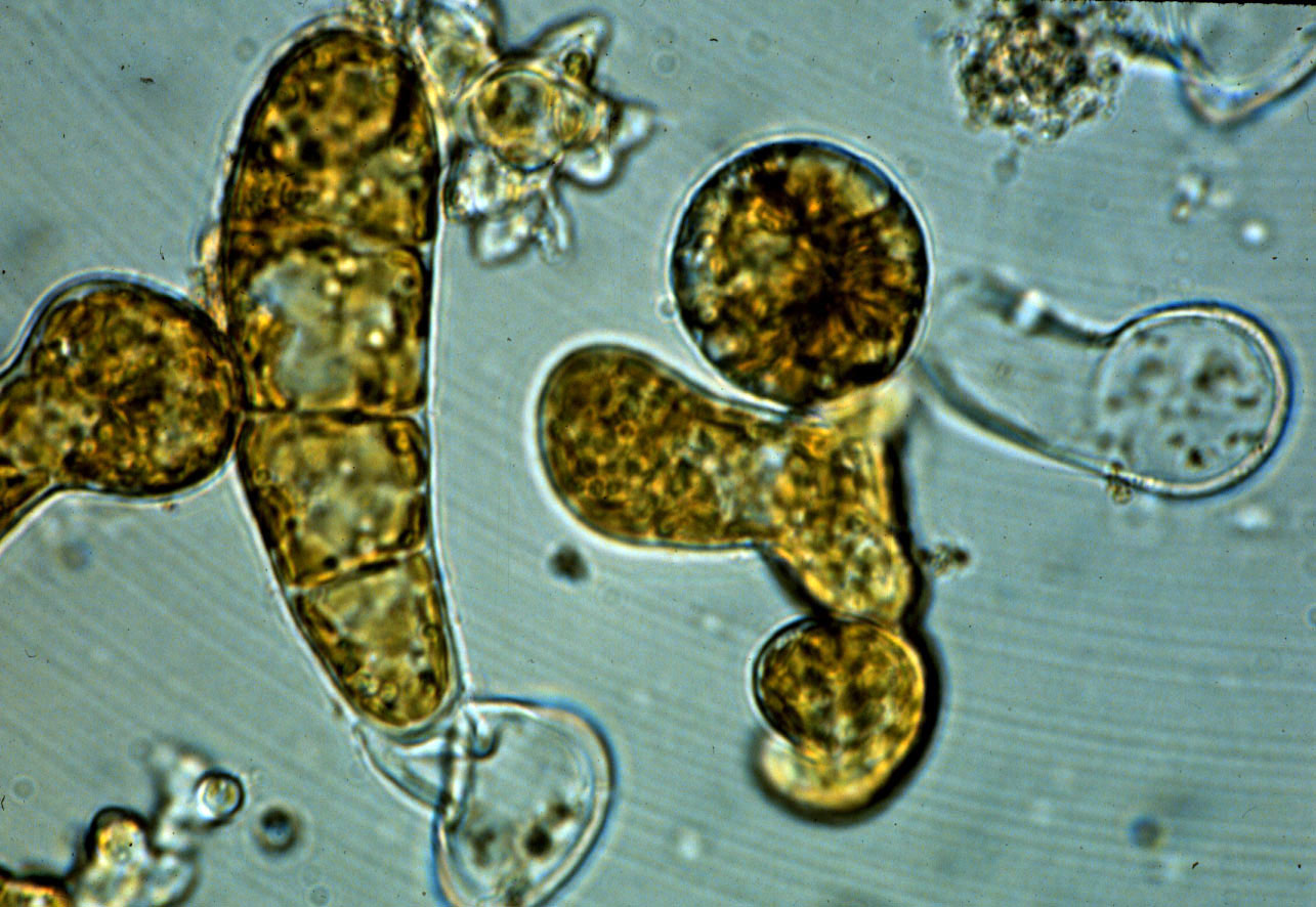 Macrocystis Microscope