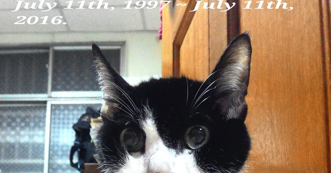 Adan's Everyday: Adan-dan went to rainbow bridge this morning