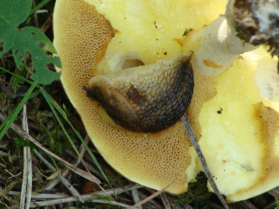 Mushrooms from Romania: Suillus flavidus