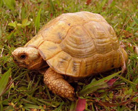 The Lavish Life of Henry: My Cousin: The Golden Greek Tortoise