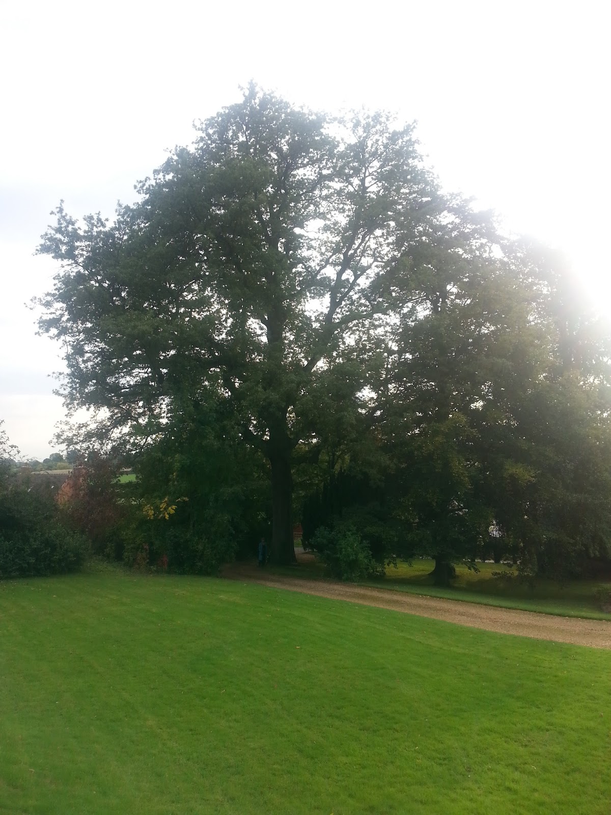 Giant Trees From Around The World: Oak Trees