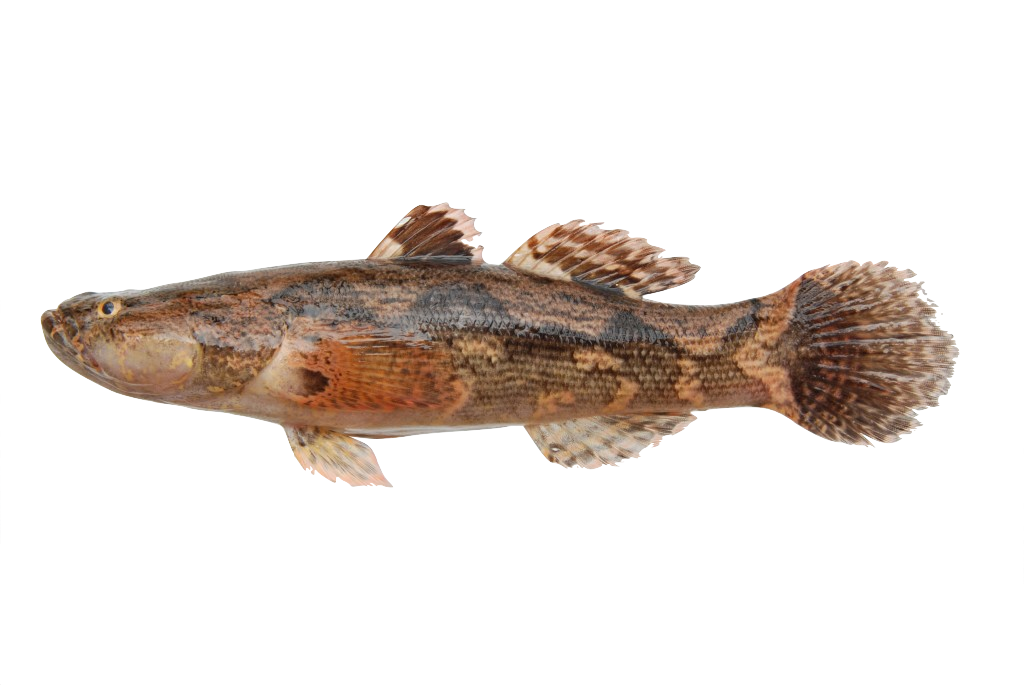 Cara Budidaya Ikan Gabus - Dunia Akuarium