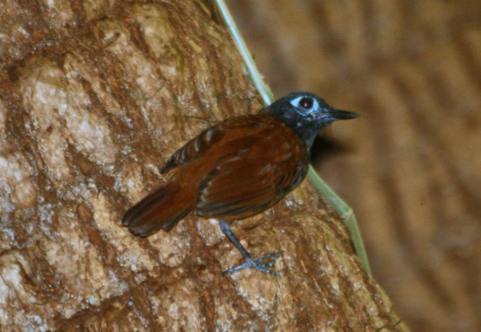 Wild life: Antbird | wild birds
