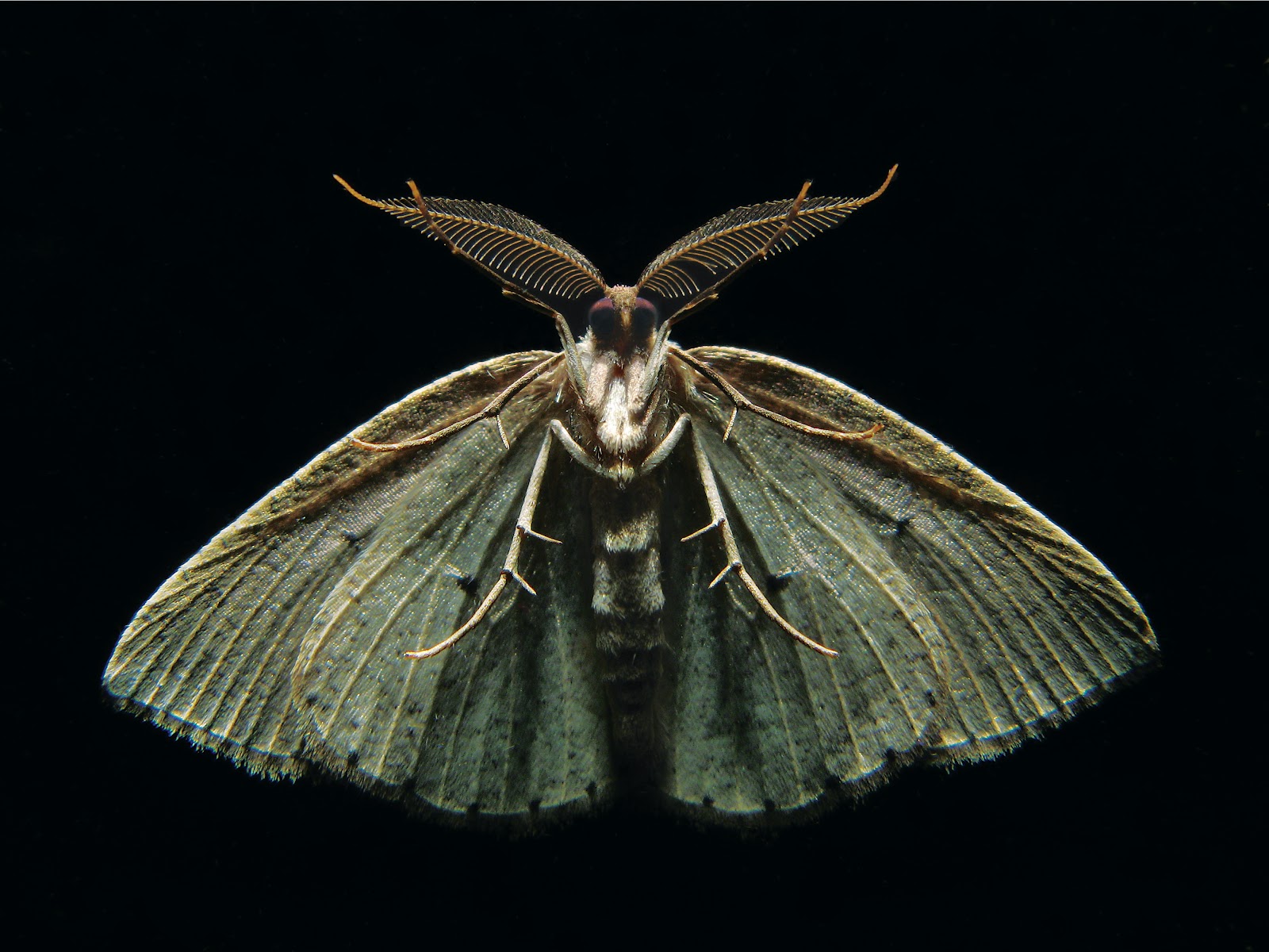 Diana 2 Iceland and beyond: Signature Moth Portrait