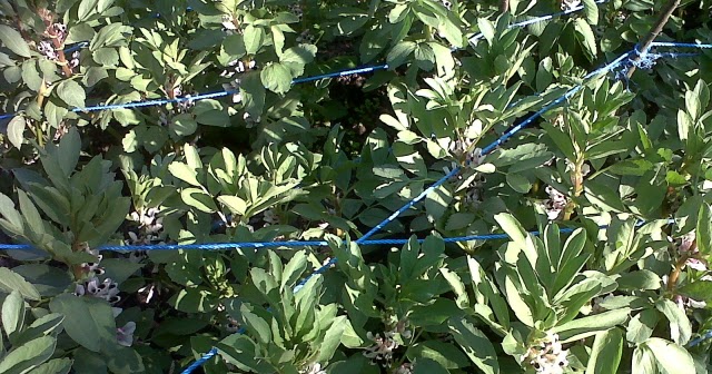 Froggarts Cottage Garden: Staking up broad beans