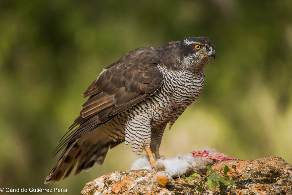 AZOR COMUN - Accipiter Gentilis | Observatorio de la Naturaleza