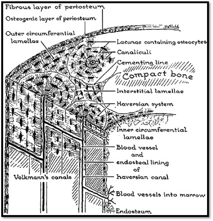 Bone: Structure & Function