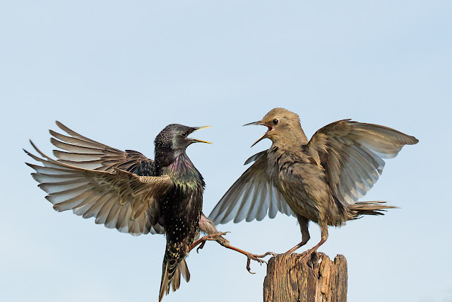 Martin Jump Wildlife Photographer: STARLING AGGRESSION.