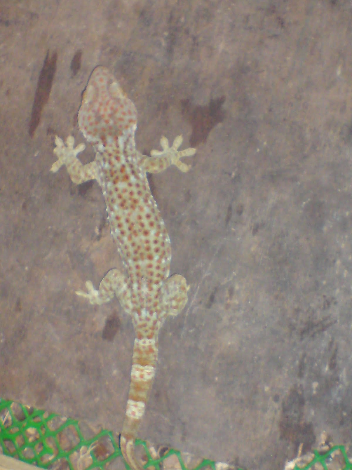 GECKO OR TUKO: gecko or tuko for sale