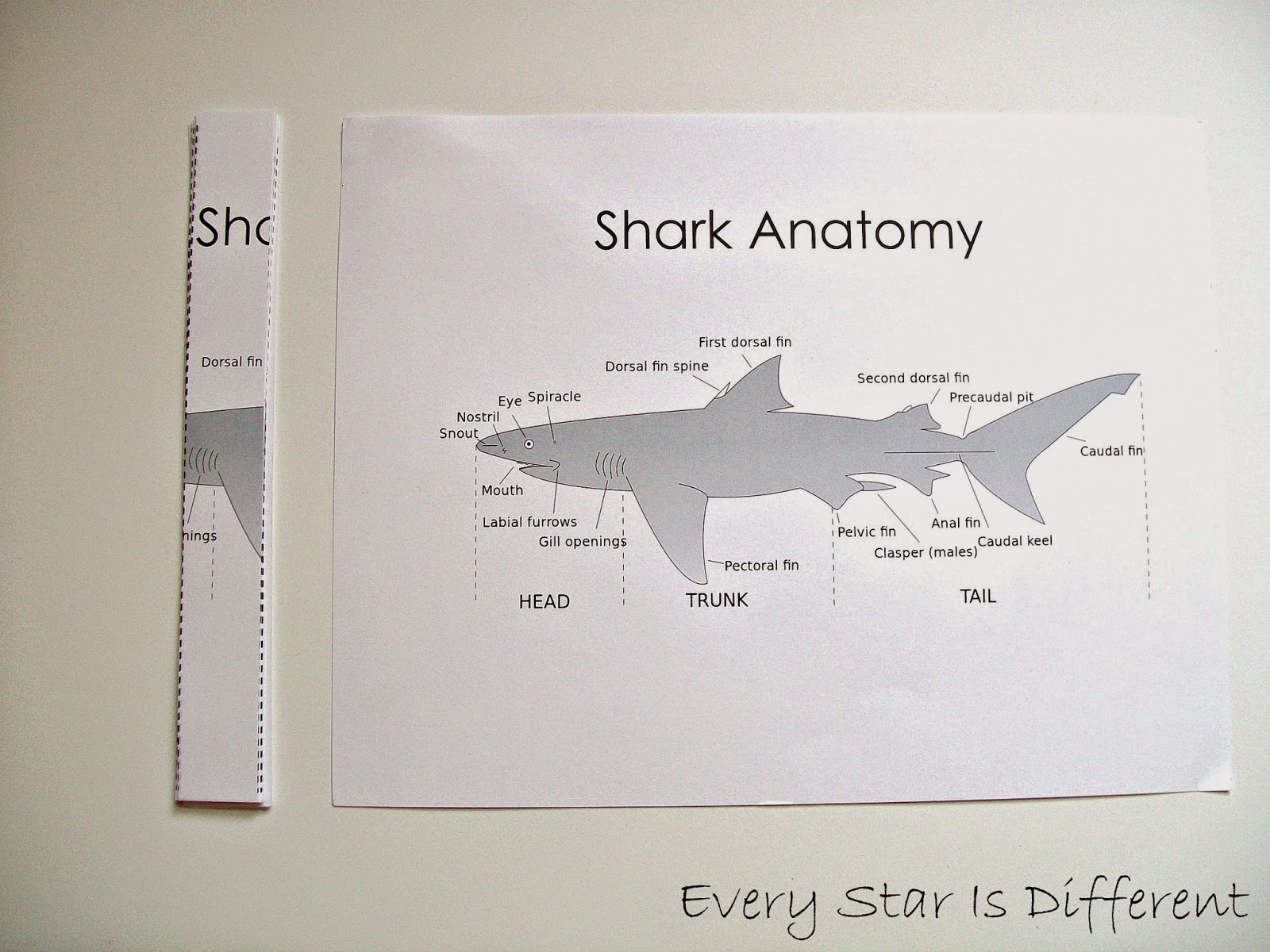 Shark Unit with Free Printables - Every Star Is Different
