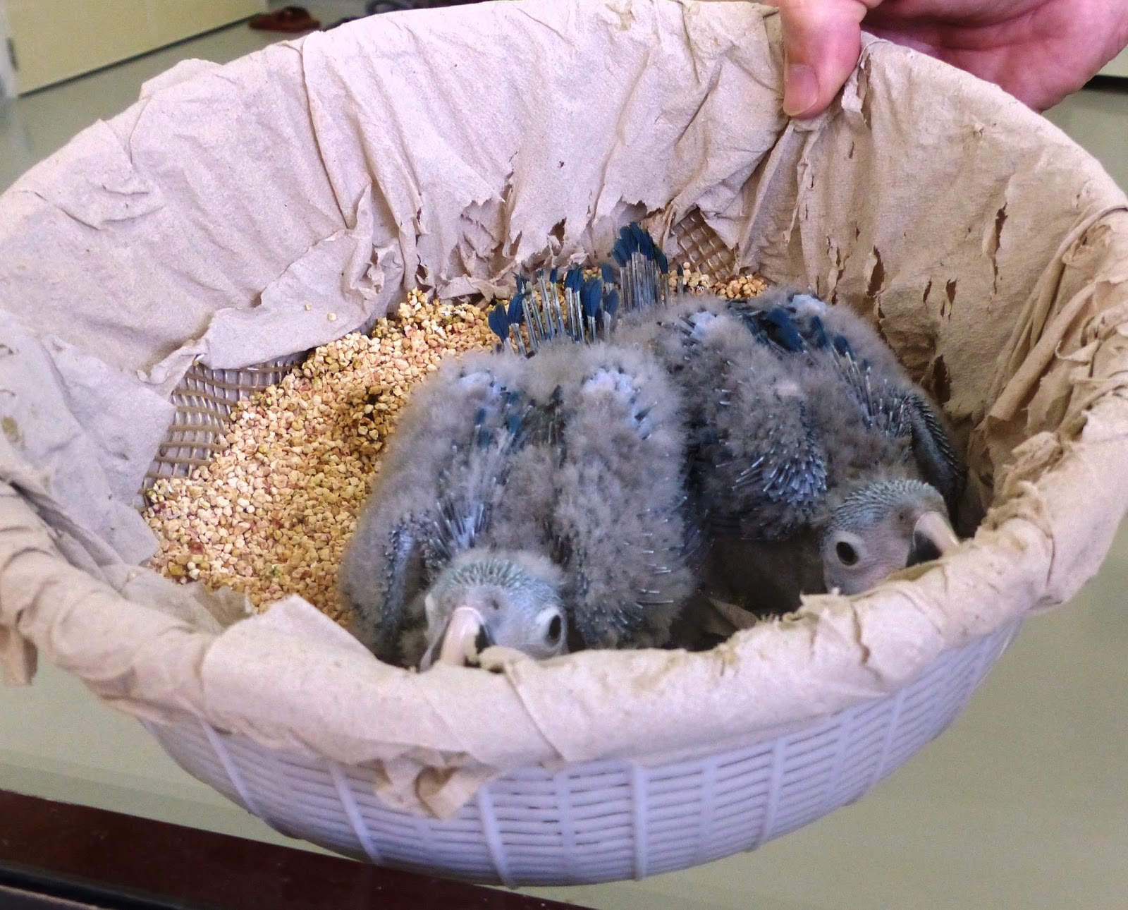 Underwater Centre ~ Dive Seychelles: The rarest bird in the world ...