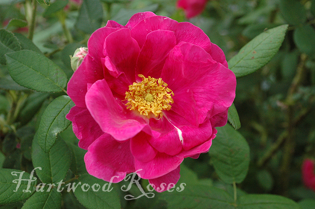Hartwood Roses: June is for Roses