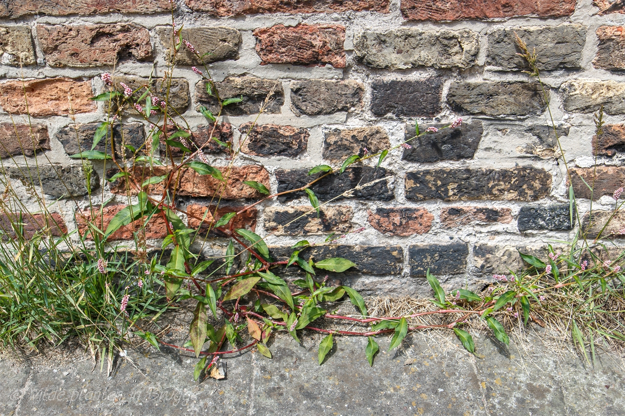 Wilde planten in Brugge: Perzikkruid