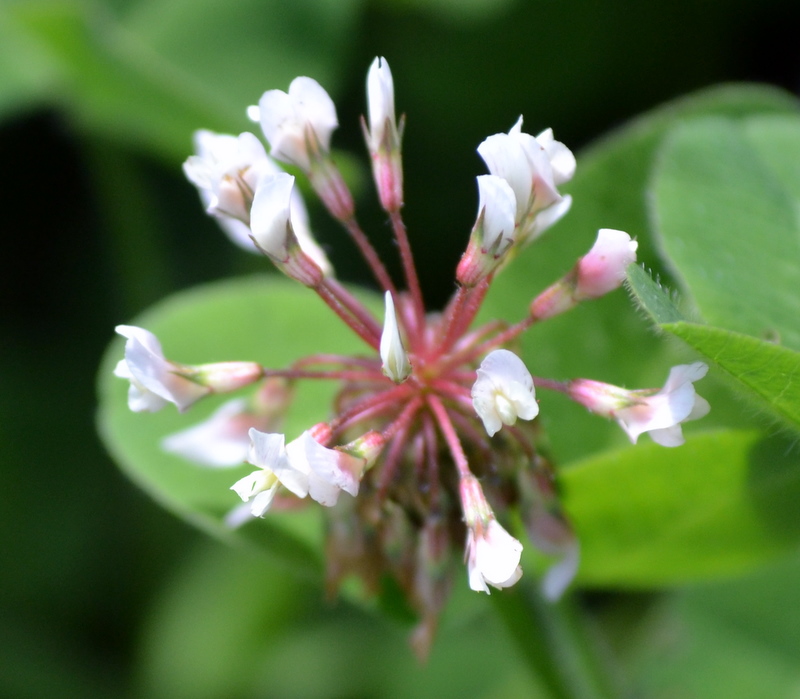 EN EL MONCAYO: Trébol Blanco (Trifolium repens)