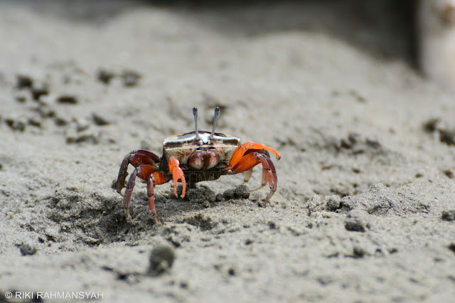 Kepiting Biola (Uca spp)
