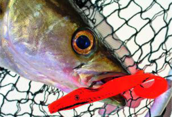 Fishing For Pollack From A Boat