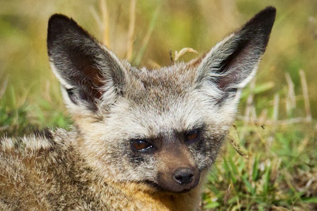 Feather Tailed Stories: Bat-eared Foxes (Africa Series)