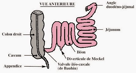 Ma bibliothèque en Imagerie Médicale: Diverticule de Meckel